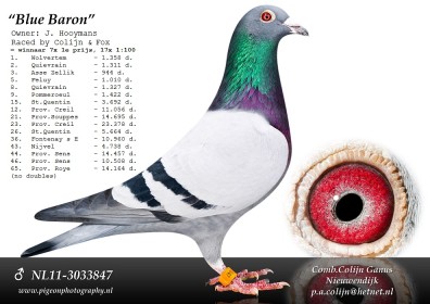 New inforcement: “Blue Baron” ! - Hooymans Pigeons