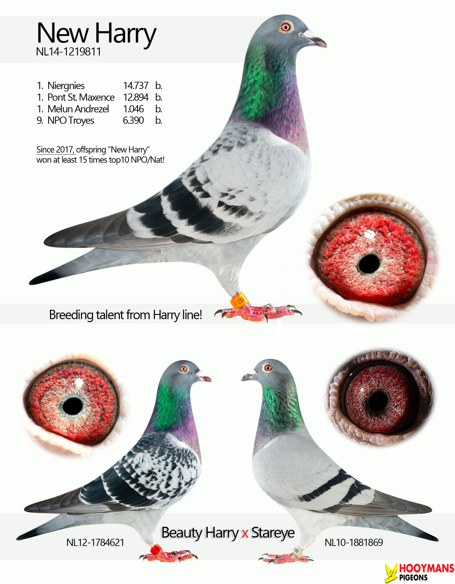 New Harry - Hooymans Pigeons