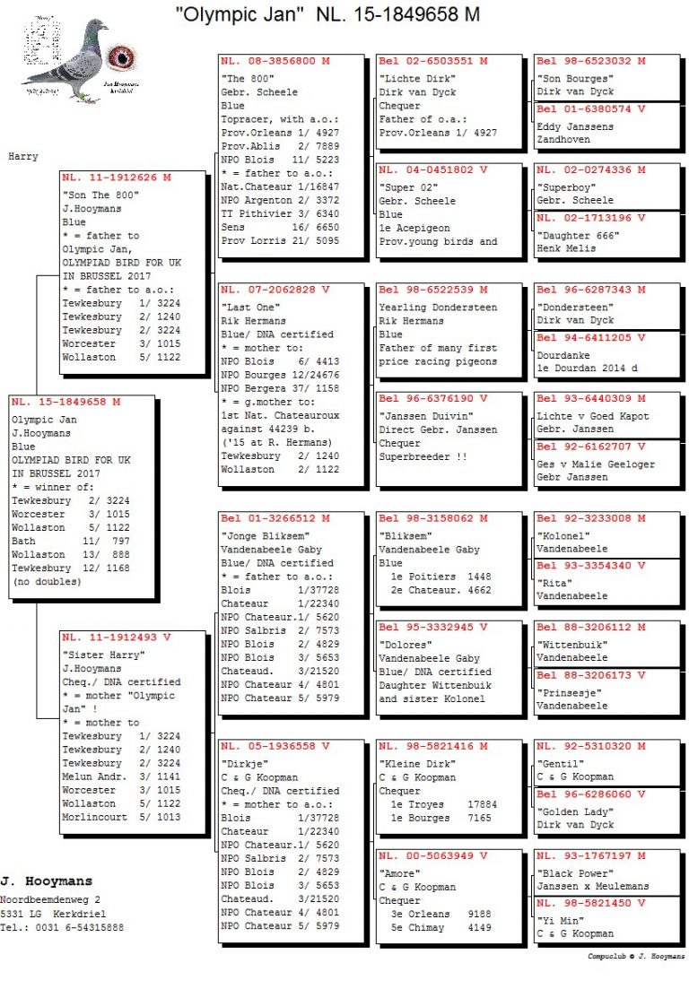 Presentatie 2 Olympiade duiven John Crehan - Hooymans Pigeons
