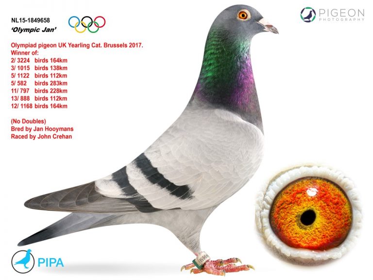 Presentatie 2 Olympiade duiven John Crehan - Hooymans Pigeons