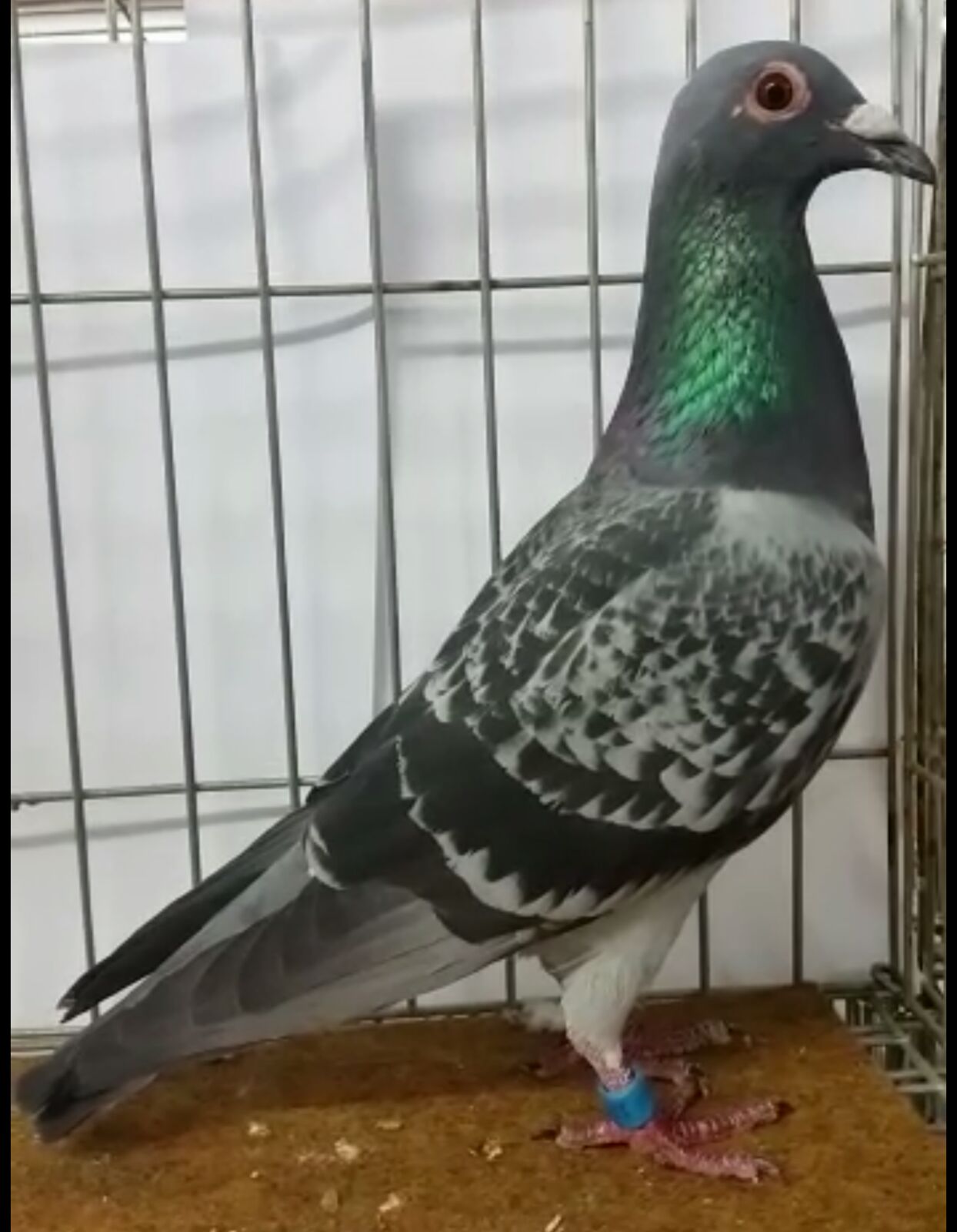 “Carnival Wonder” goes to Kerkdriel! - Hooymans Pigeons