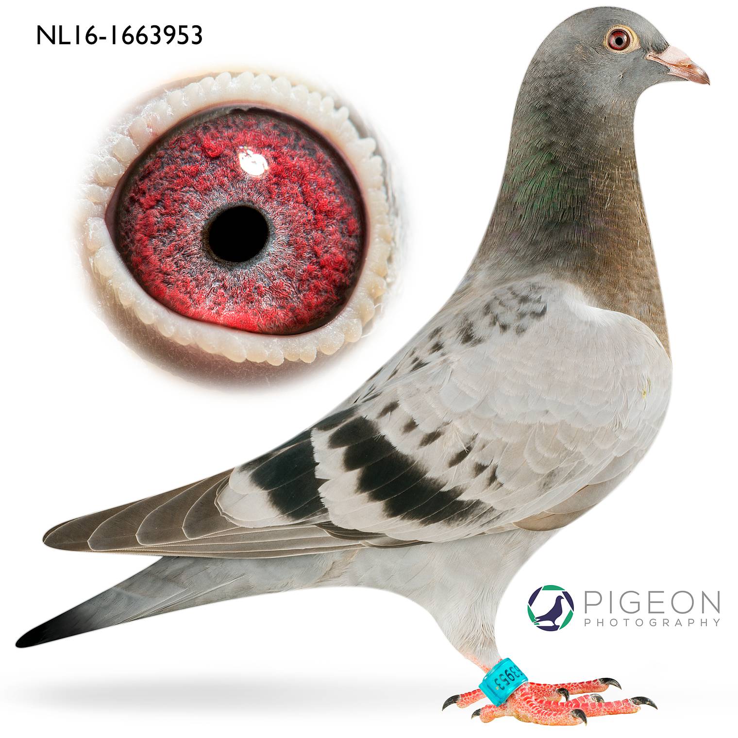 Hooymans Pigeons » Blog Archive » Granddaughter “New Harry” wins 4th ...