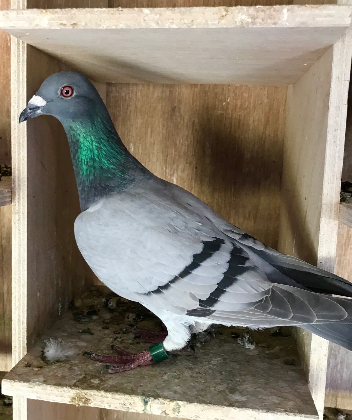 Direct son “New Harry” sprints to 1st against 4.944 birds at Asse ...