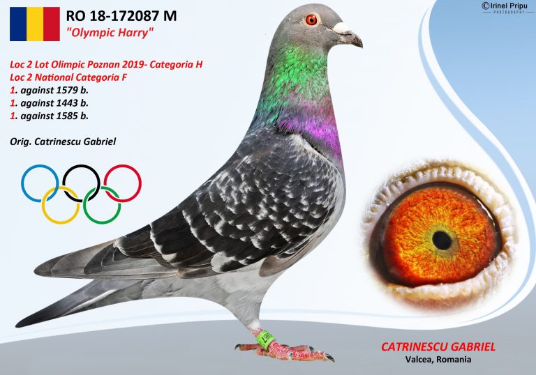 1e en 2e Olympiade duif Roemenië (jonge duiven) gekweekt uit Hooymans ...
