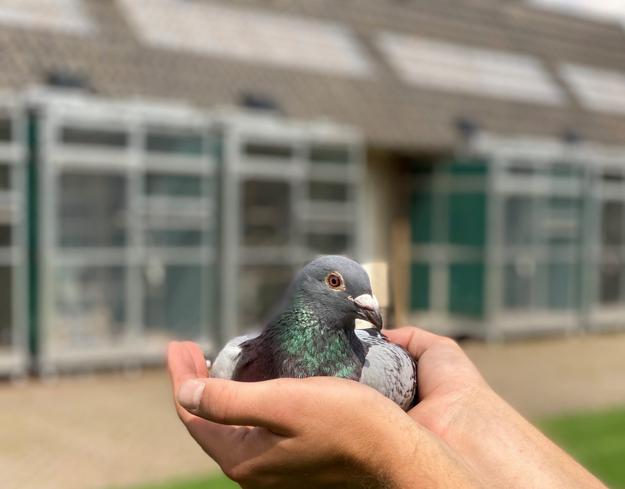 NPO Vierzon II: 23 duiven in top100 - Hooymans Pigeons