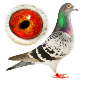 Duiven - Hooymans Pigeons
