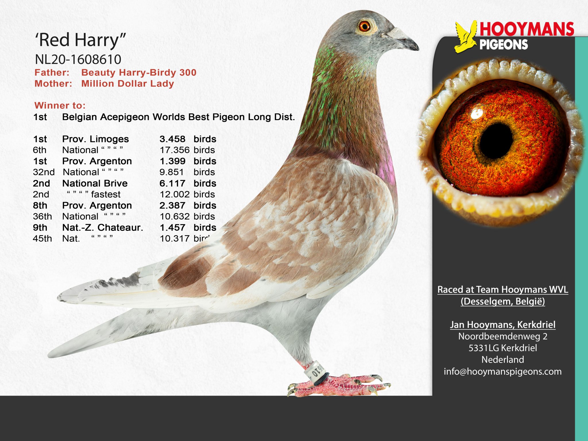 31 Mei - Hooymans Pigeons